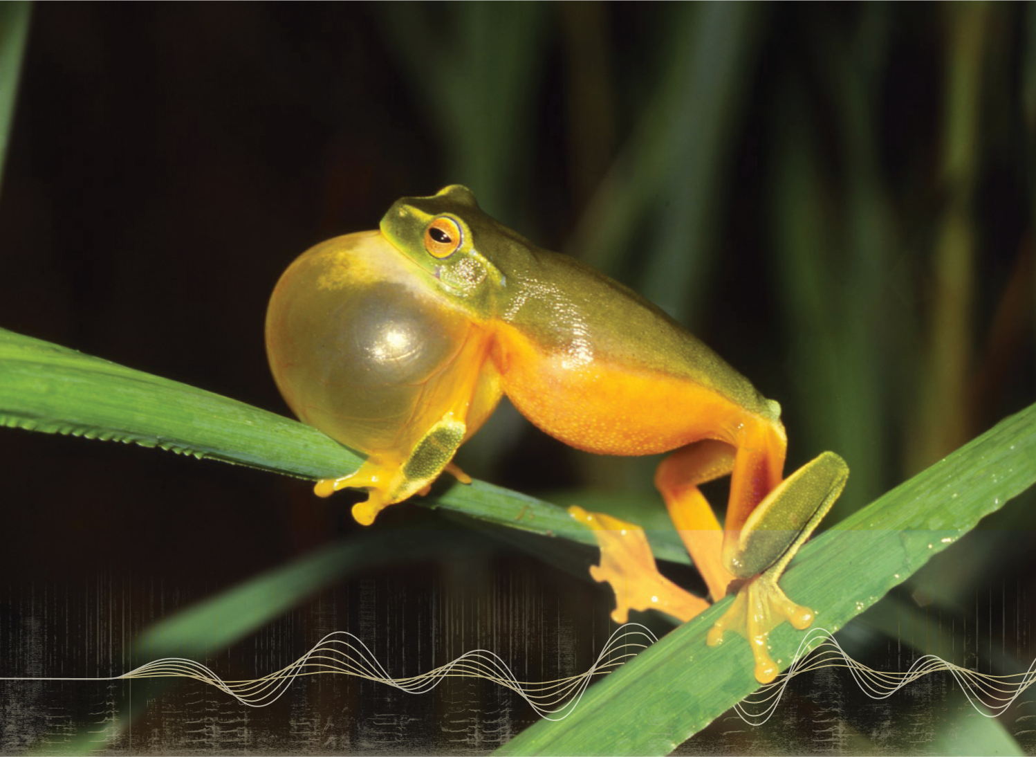 Listening for Frogs at Scale: How FrogID Evaluated NatureLM-Audio on Real-World Data - Earth ...